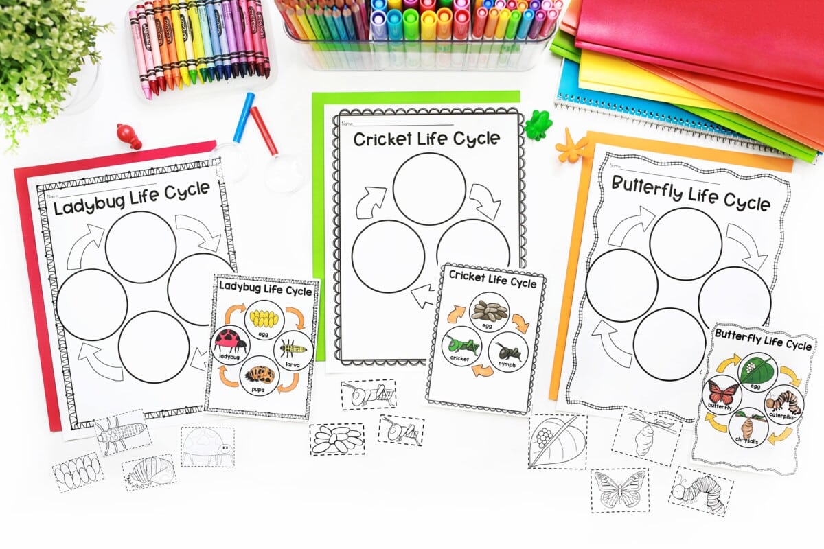 6 Engaging Insect Activities to Help You Teach | Mrs. Richardson's Class