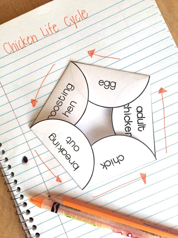 5 Ideas for Excellent Life Cycle Activities - Mrs. Richardson's Class