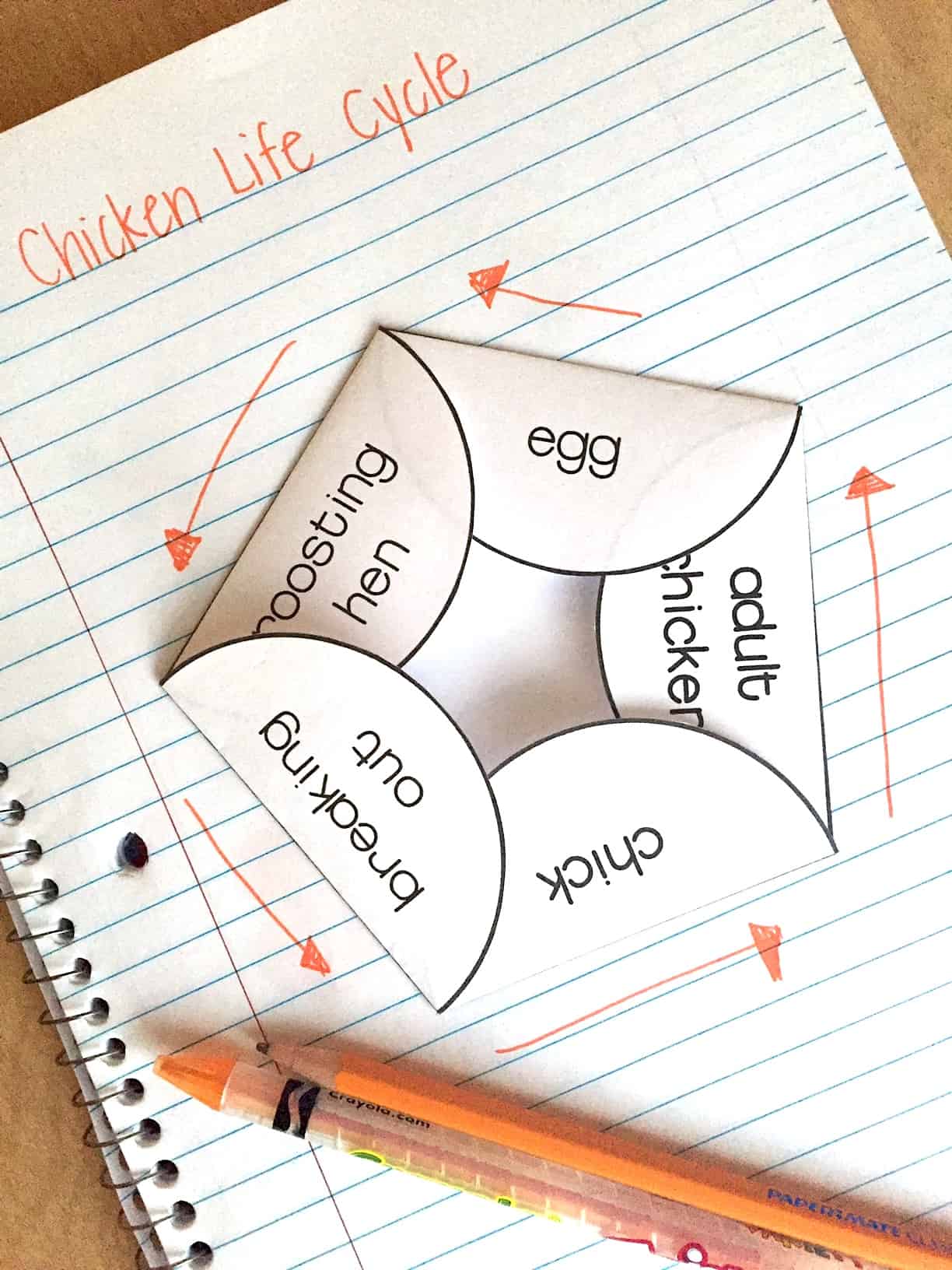 5 Ideas for Excellent Life Cycle Activities - Mrs. Richardson's Class