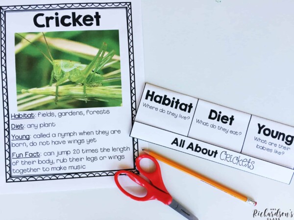 6 Engaging Insect Activities to Help You Teach | Mrs. Richardson's Class