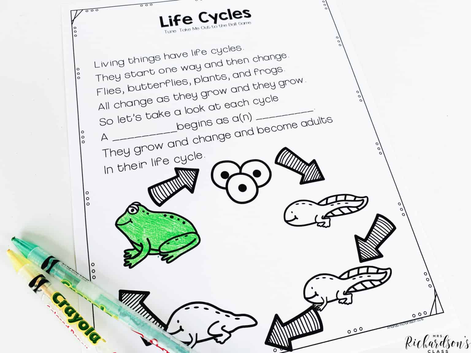 5 Ideas for Excellent Life Cycle Activities - Mrs. Richardson's Class