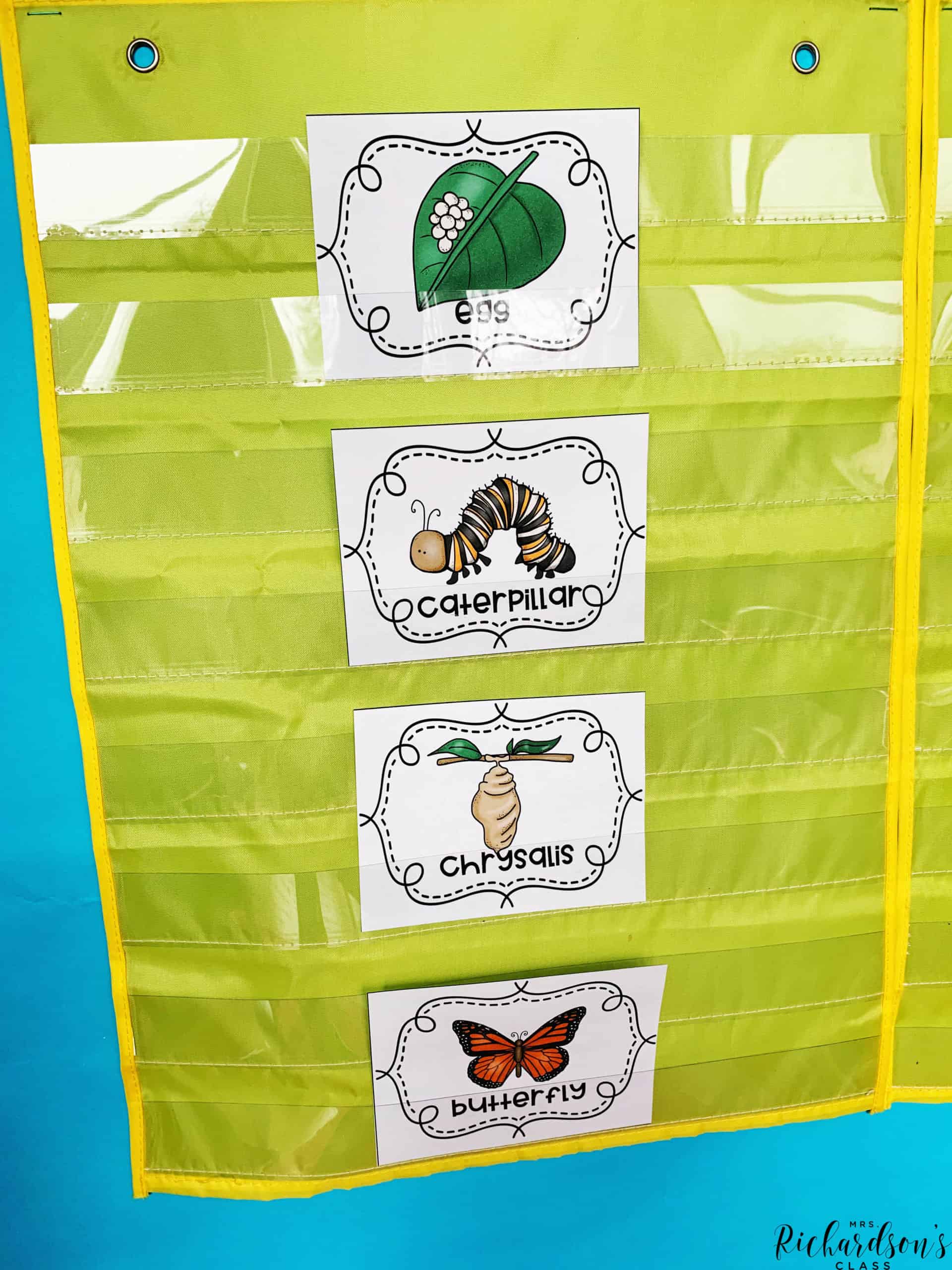 5 Ideas for Excellent Life Cycle Activities - Mrs. Richardson's Class