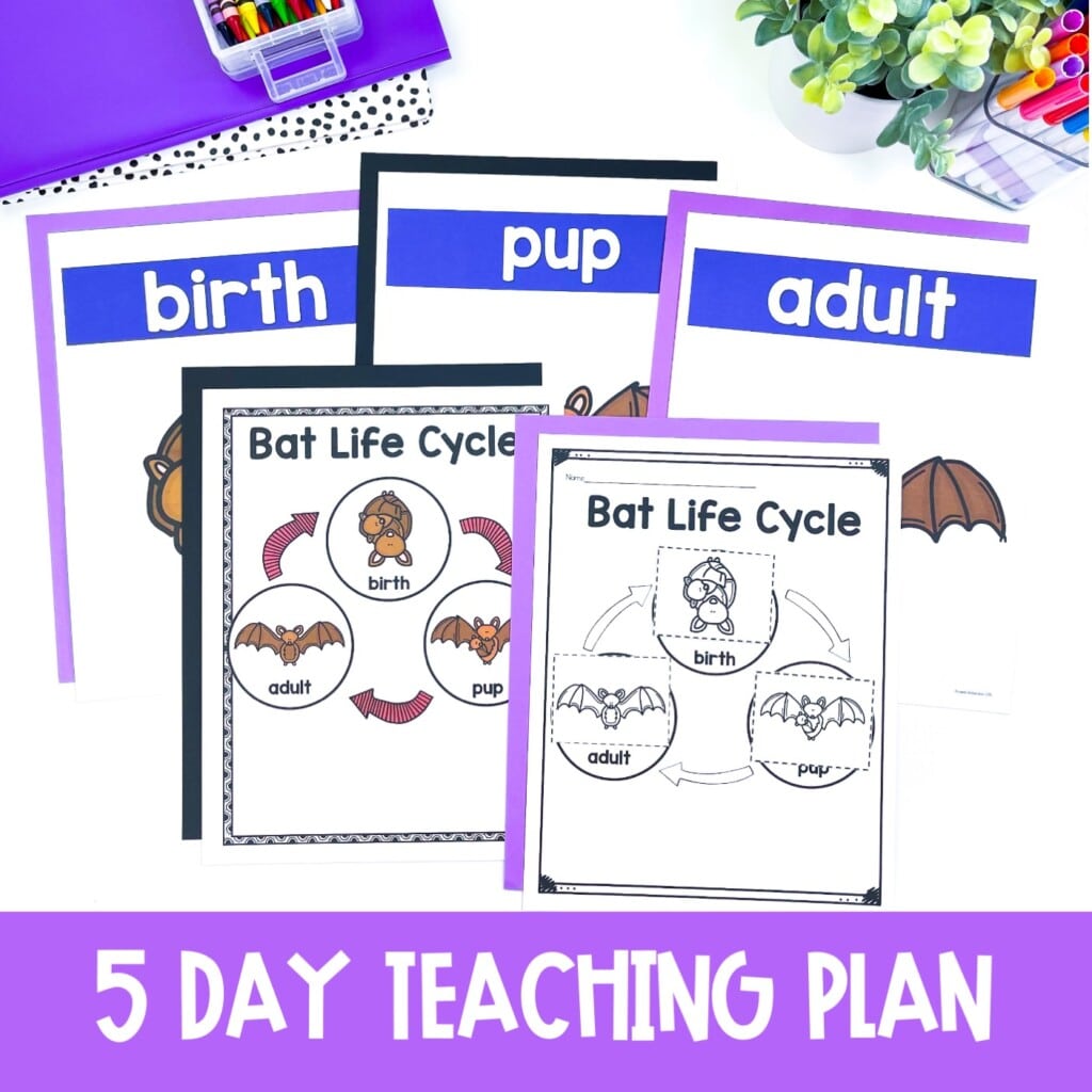 All About Bats Unit: Life Cycle, Fact Sheets, Interactive Notebook ...