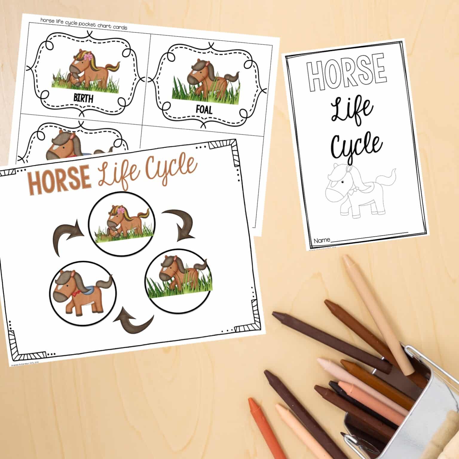 Horse Life Cycle - Mrs. Richardson's Class