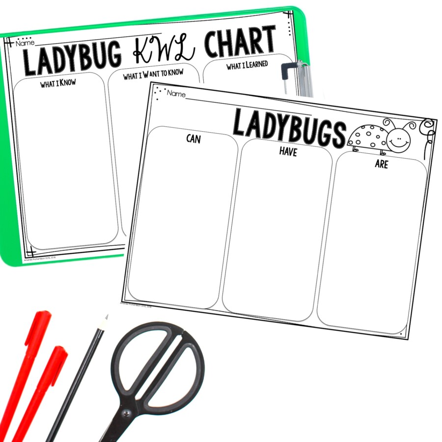 Ladybug Life Cycle - Mrs. Richardson's Class